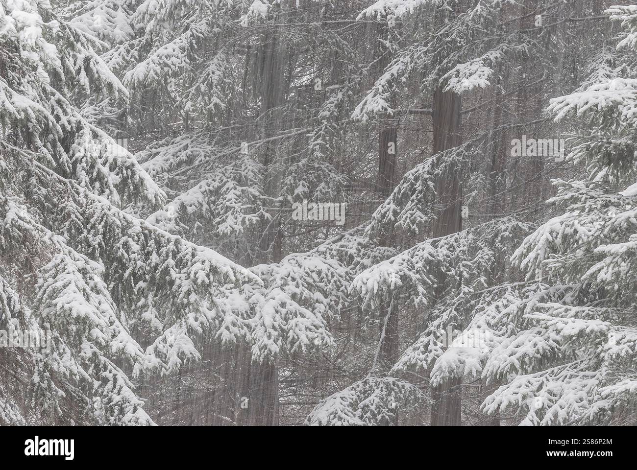 Heavy snow cascades through the densely wooded forest in Sweden ...