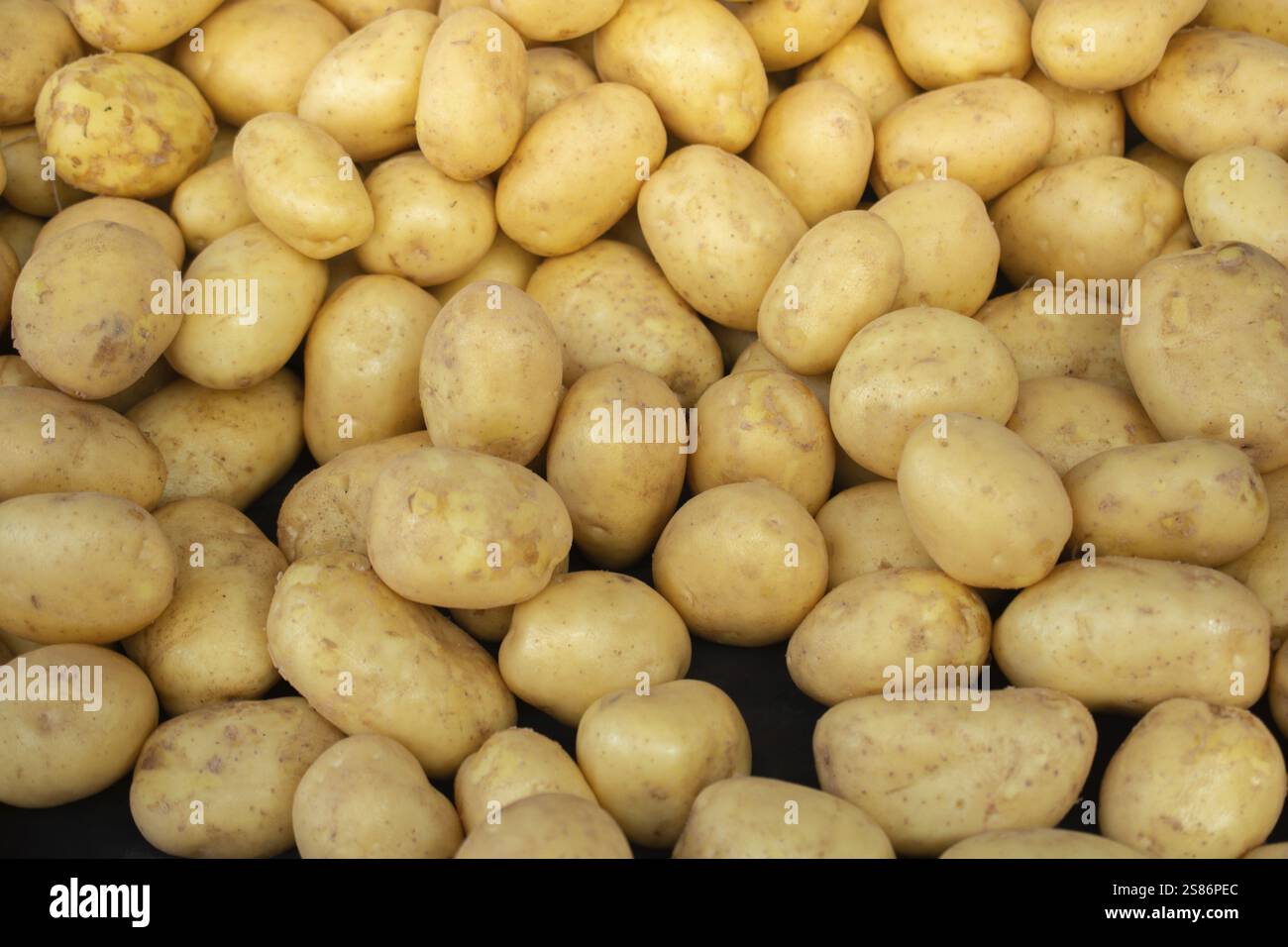 The concept of fresh vegetables, organic natural food, growing potatoes ...