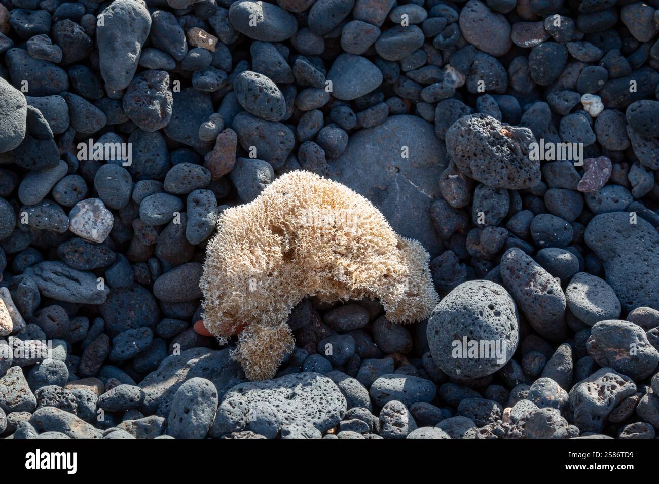 Dark volcanic pebbles of a grey to black color. Natural sponge among ...