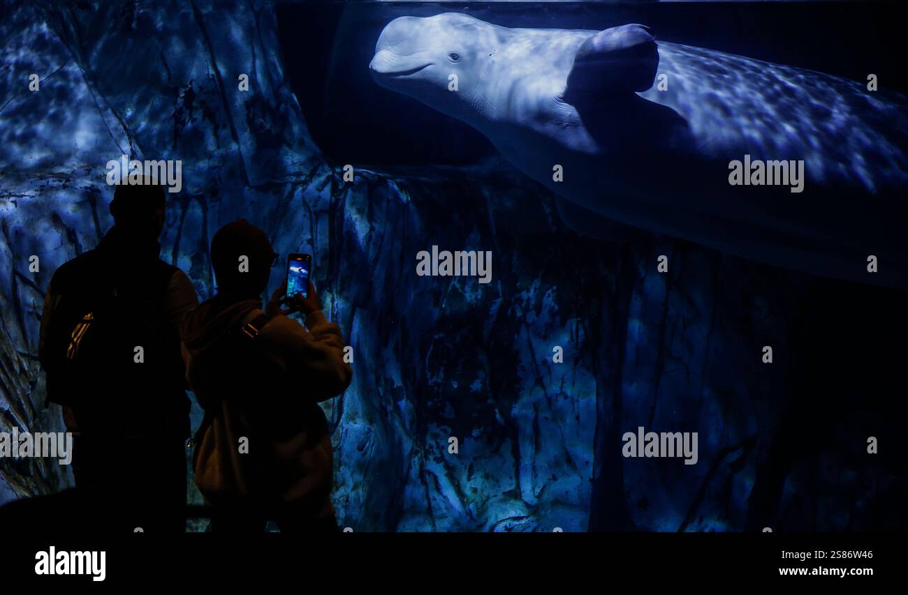 The beluga whales during the presentation of the union of the four ...