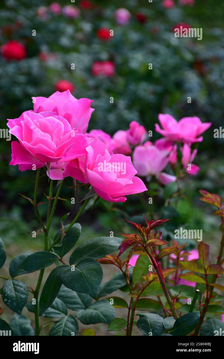 English roses in natural light with outdoor rose garden background ...