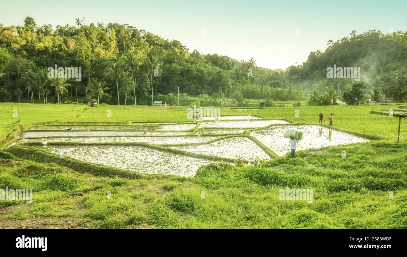 Bali landscape with verdant green rice field or paddy and distant house ...