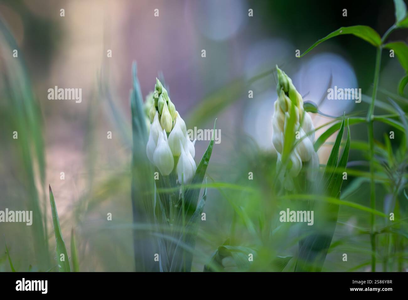 Sword-leaved Helleborine, Cephalanthera longifolia, Õngu, Estonia ...