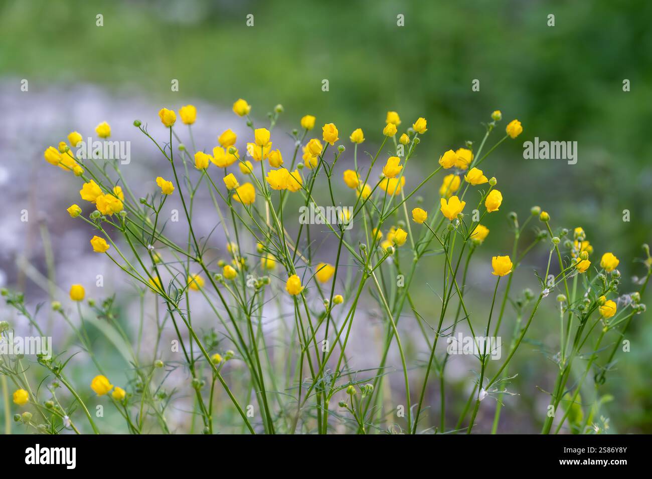 Ranunculus acris or meadow buttercups. Common names include meadow ...