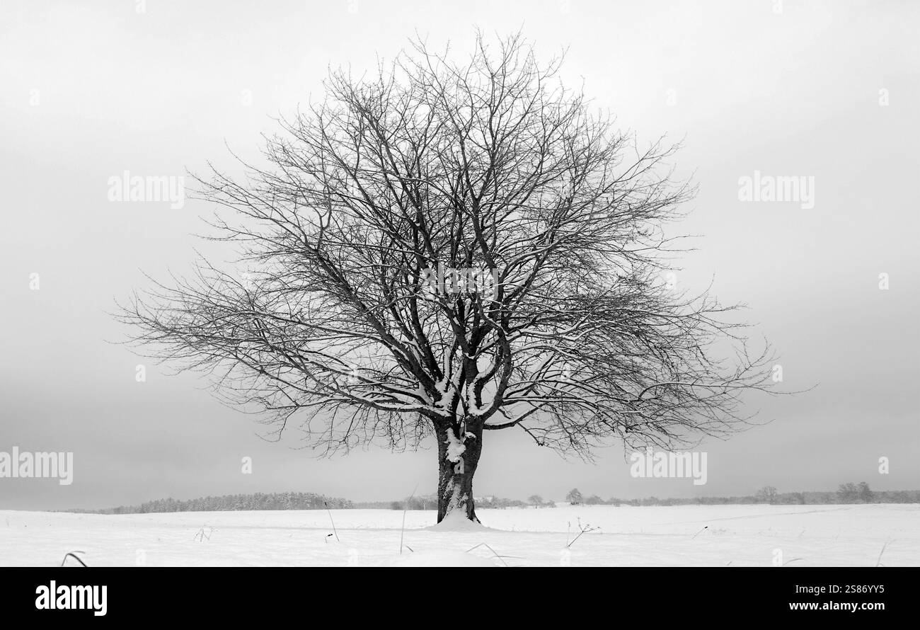 Lonely tree in empty Black and White Stock Photos & Images - Alamy