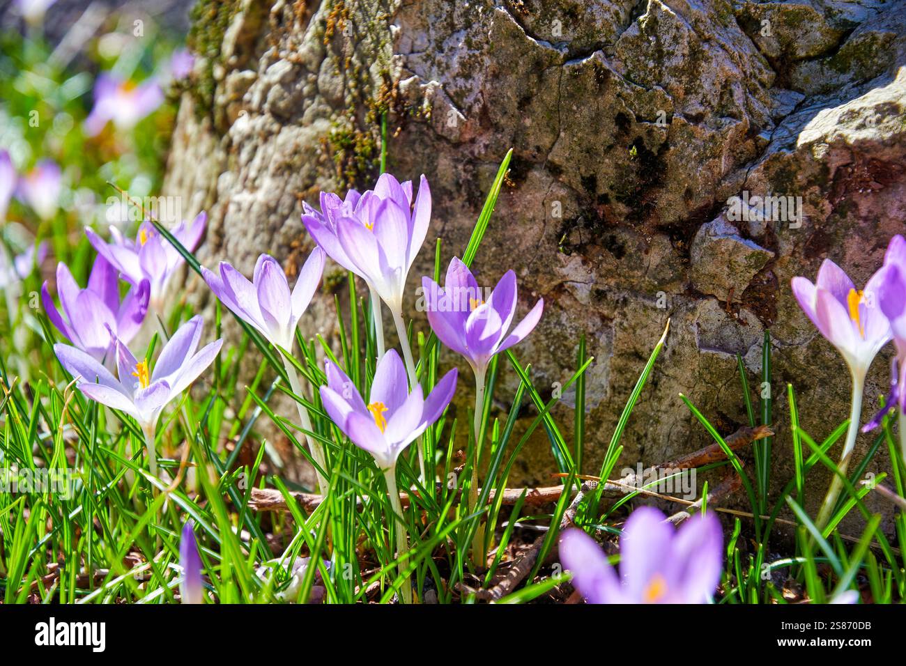 Purple crocus flowers emerge from hi-res stock photography and images ...