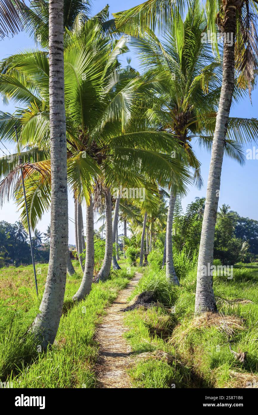 Some palm trees with a path in Bali Indonesia Stock Photo - Alamy