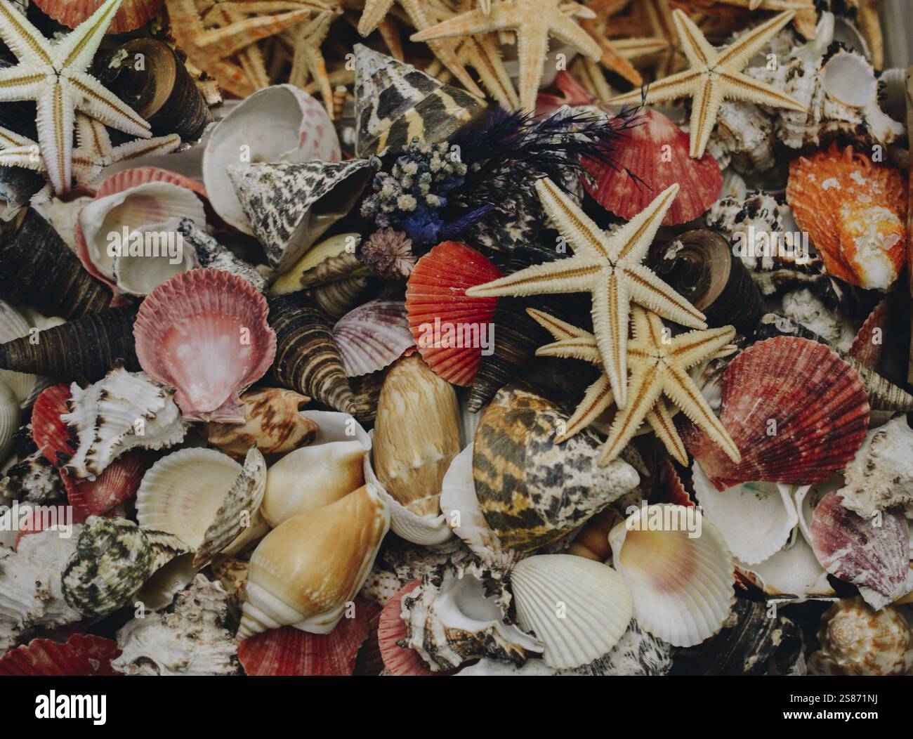 Natural seashell macro texture. Seashells background texture Stock ...