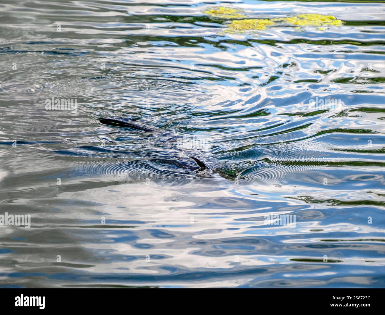 Big fish in pond of Cincinnati Finneytown historical cemetery Graveyard ...