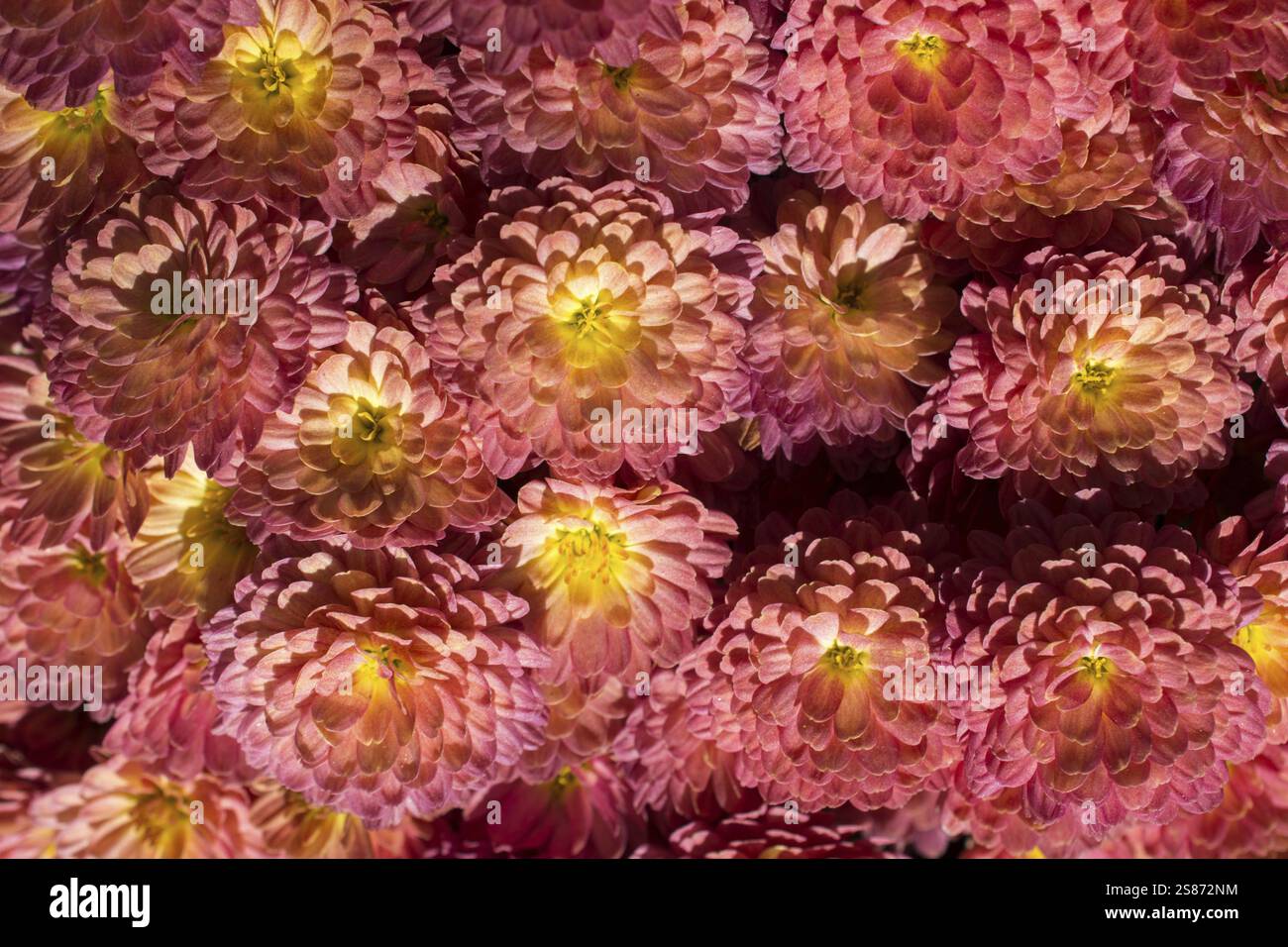 Beautiful fresh flowers as a background Stock Photo - Alamy