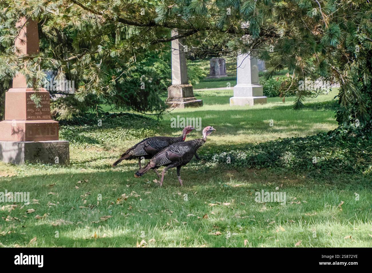 Wild turkey in Cincinnati Finneytown historical cemetery Graveyard ...