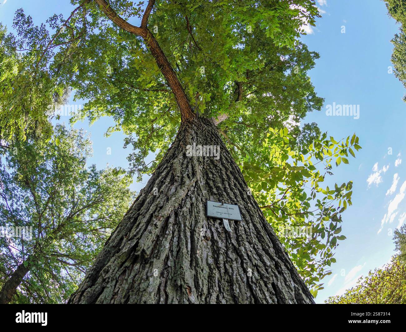 Ohio Champion oldest biggest tree in Cincinnati Finneytown historical ...