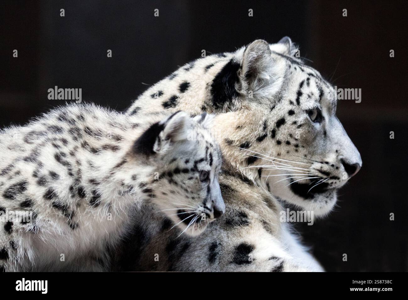 Snow leopard cub Stock Photo - Alamy