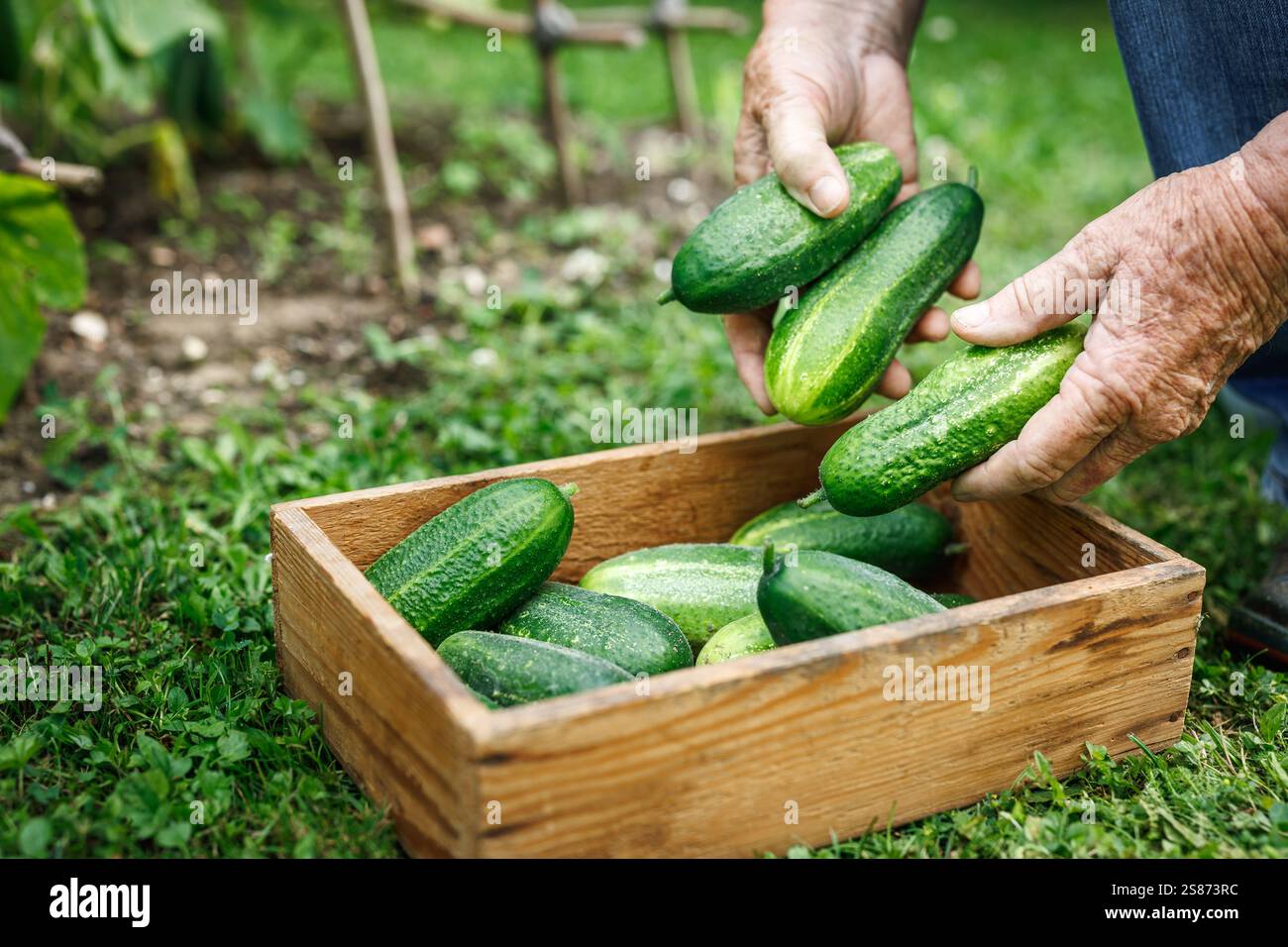 Harvesting cucumbers from organic vegetable garden. Sustainable ...