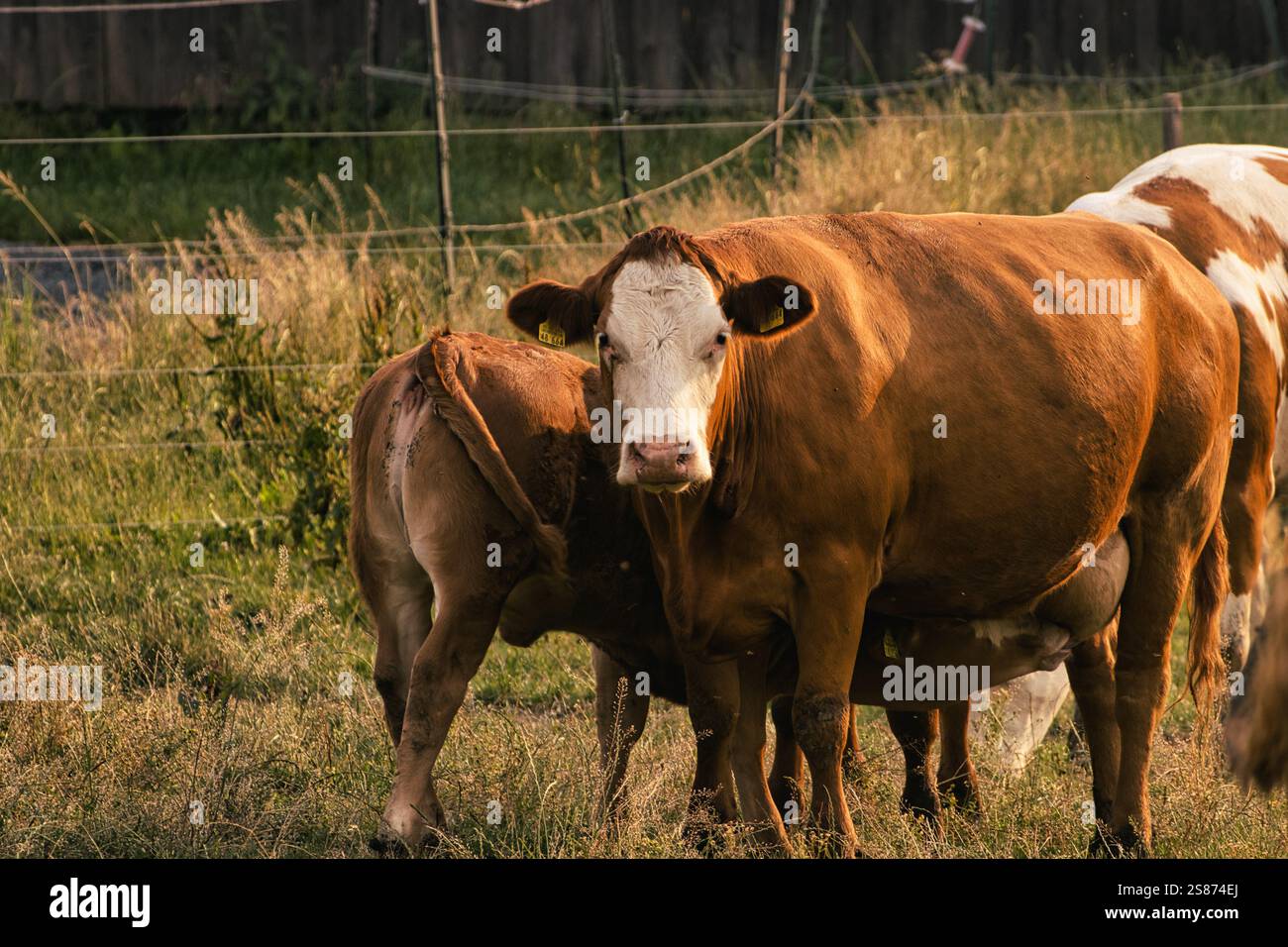 Cow and sunset harmony hi-res stock photography and images - Alamy