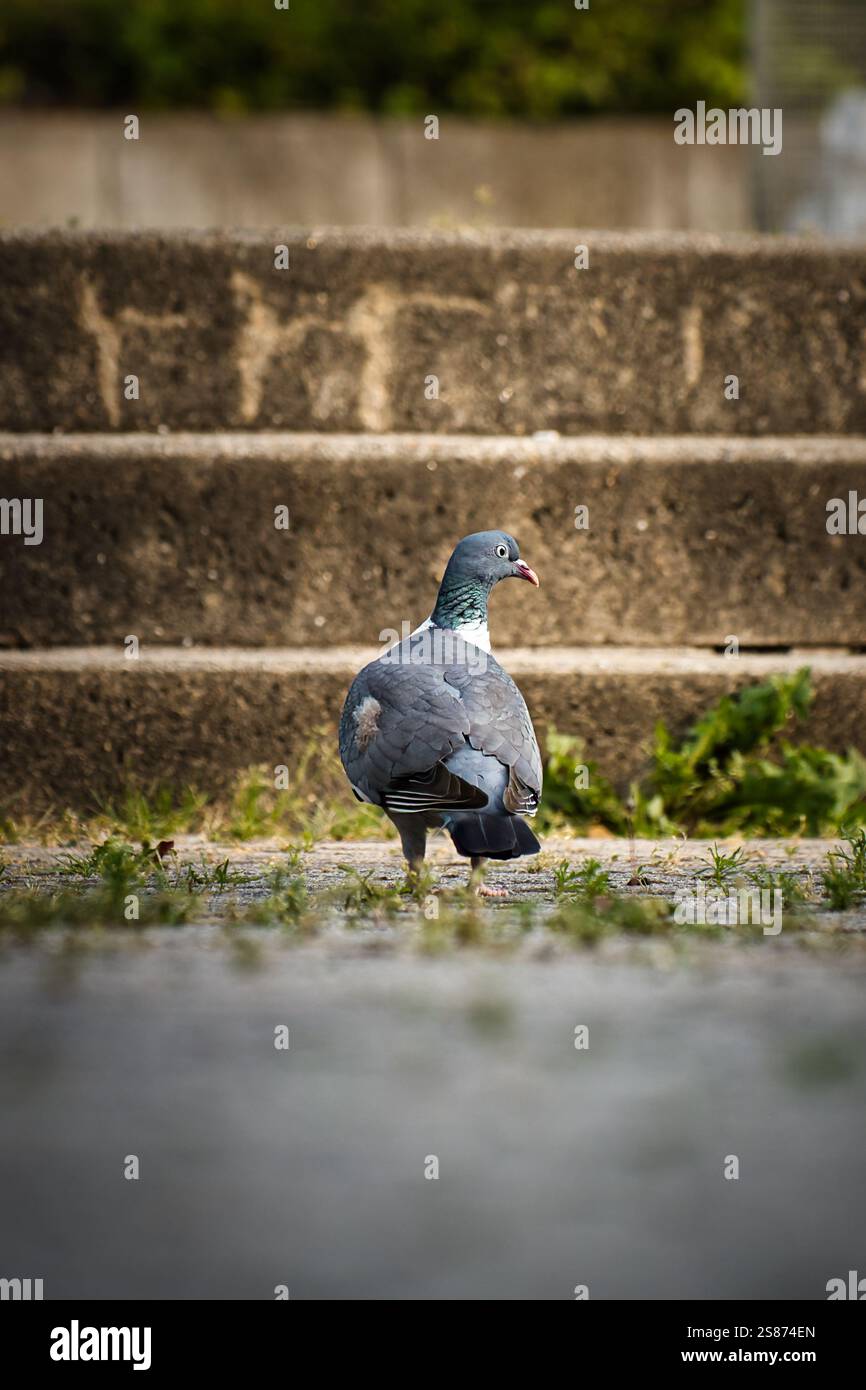 Pigeon from a Frog's Perspective Stock Photo - Alamy