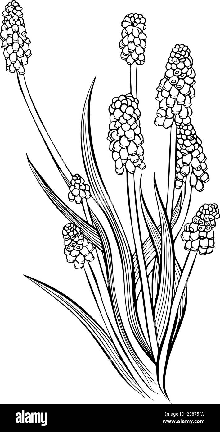 Muscari isolated on white Stock Vector Images - Alamy