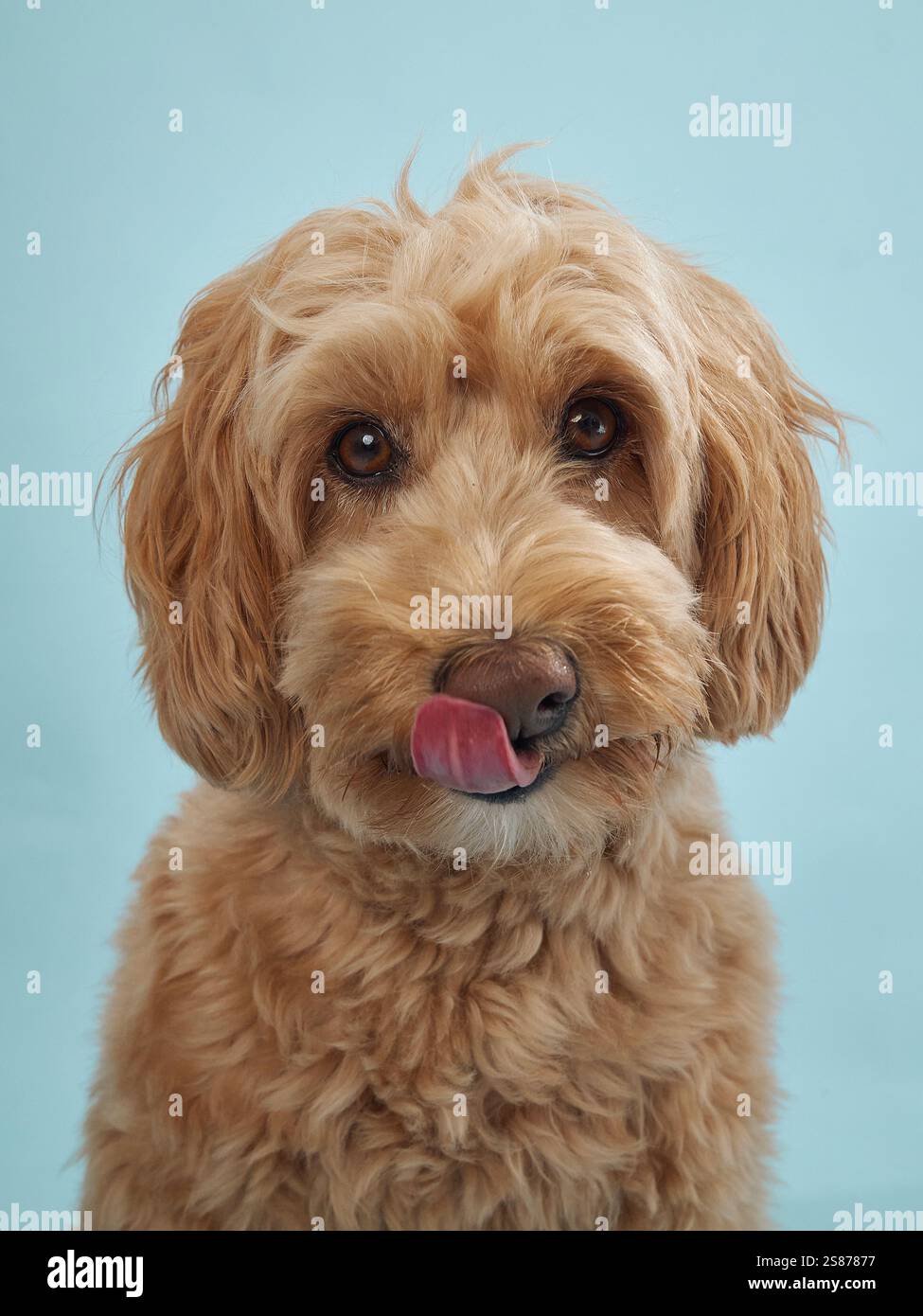A Labradoodle licks its nose while looking towards the camera, with a ...