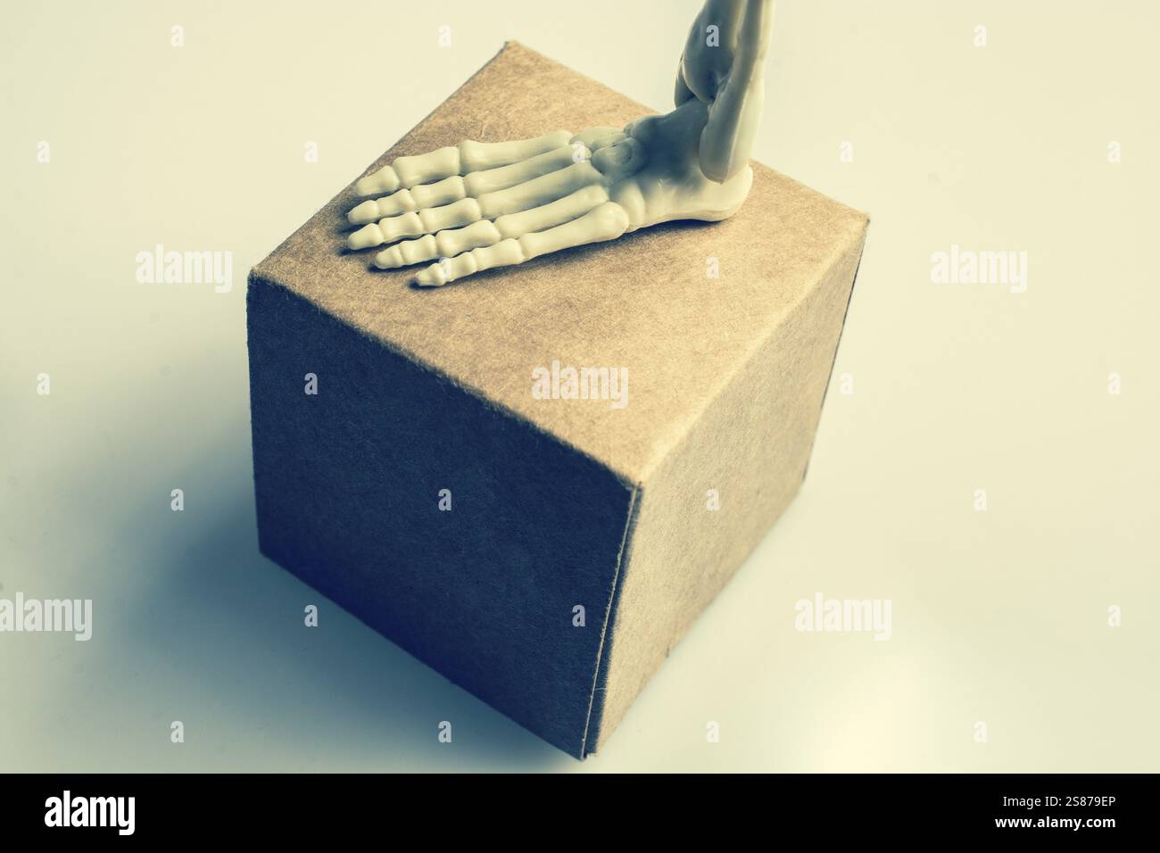 Bones of the human foot. Human anatomy Stock Photo - Alamy