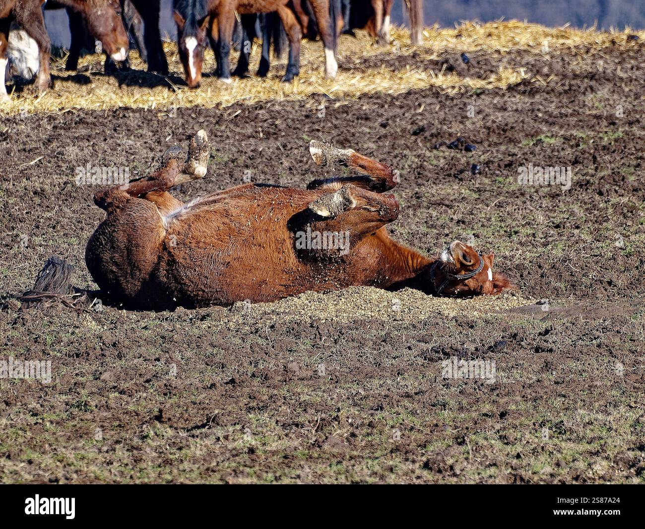 Horse rolling in the mud, horses eating in the background Stock Photo ...