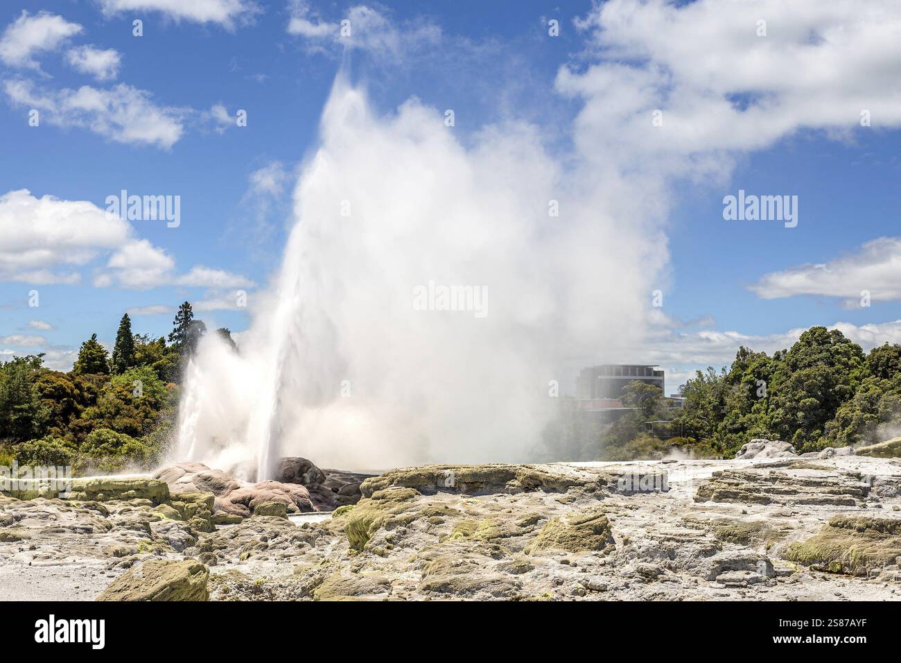 An image of a Geyser in New Zealand Rotorua Stock Photo - Alamy