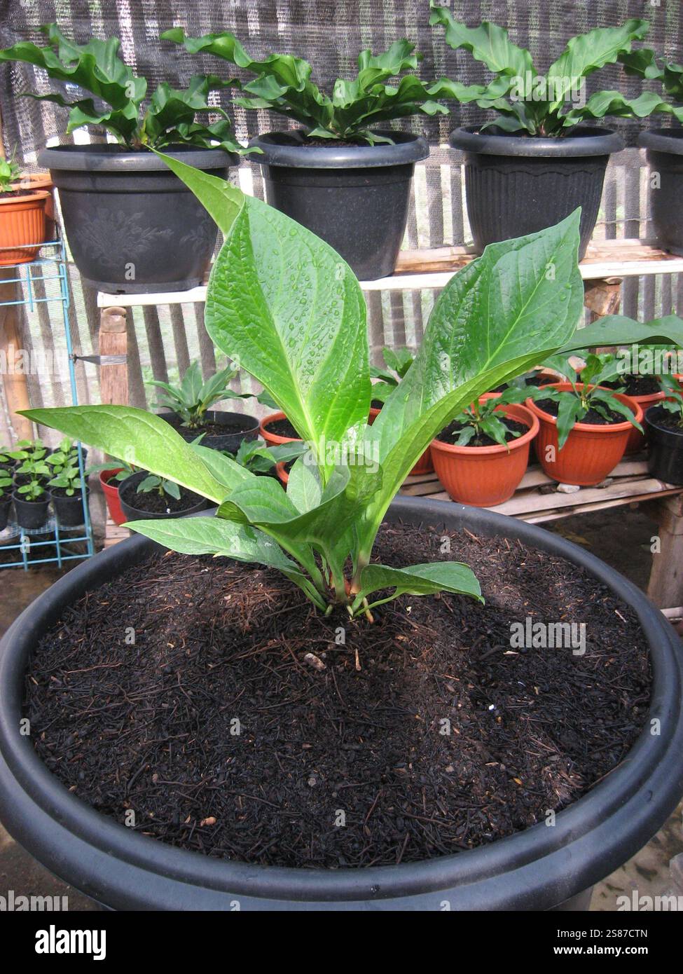 Anthurium levis hi-res stock photography and images - Alamy