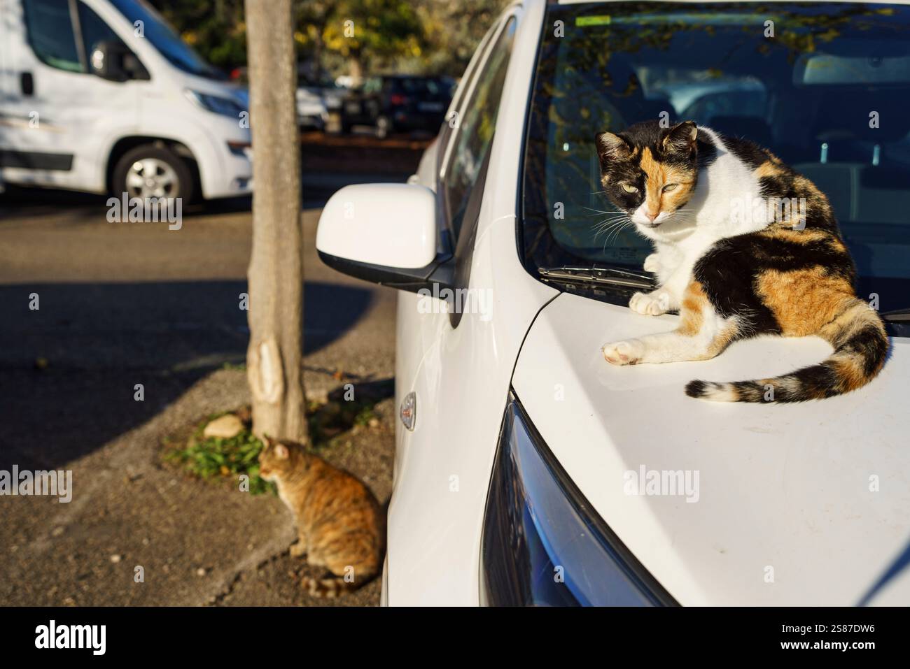 Dog driving cat hi-res stock photography and images - Alamy