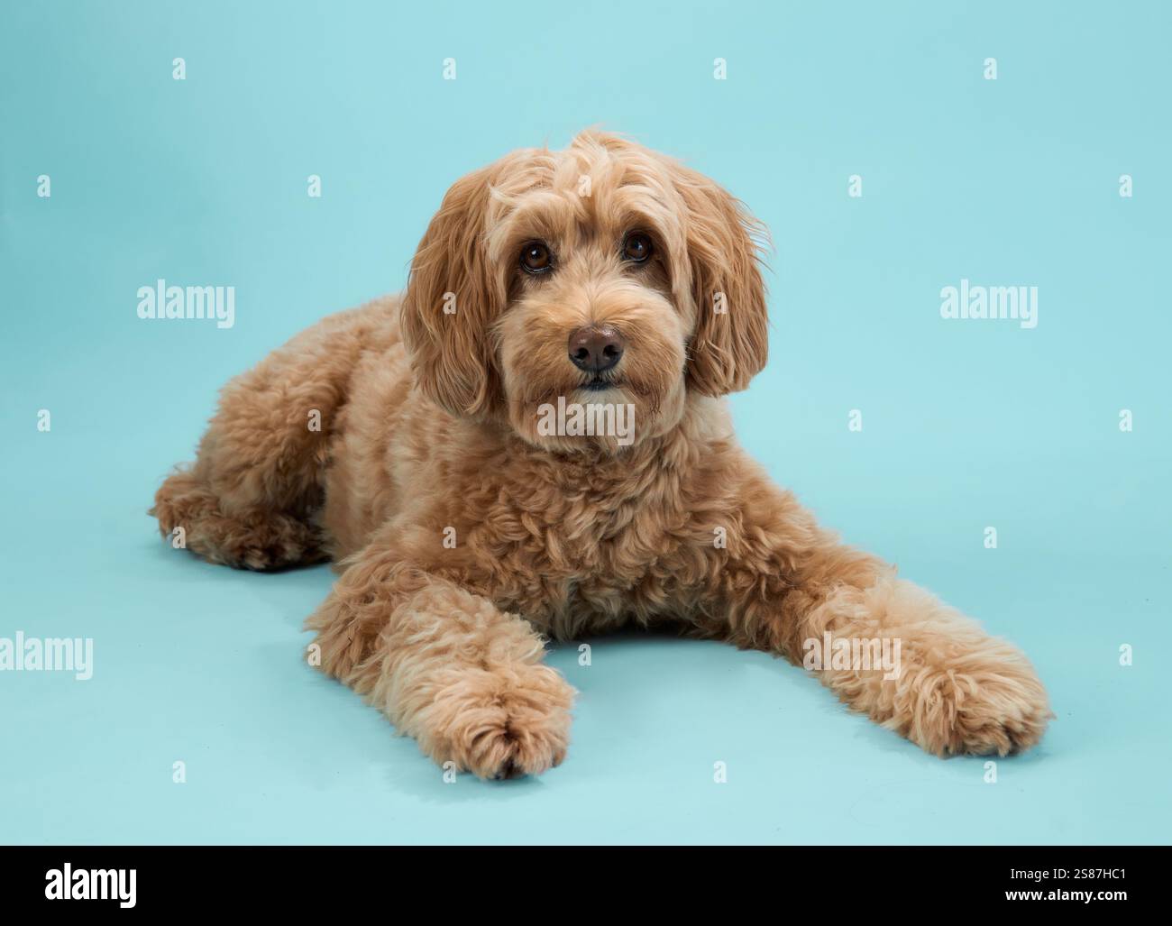 A Labradoodle with curly fur lies calmly on a blue background Stock ...