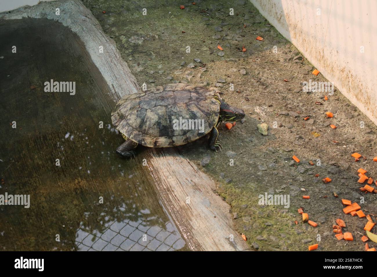 Close up slow moving shallow hi-res stock photography and images - Alamy