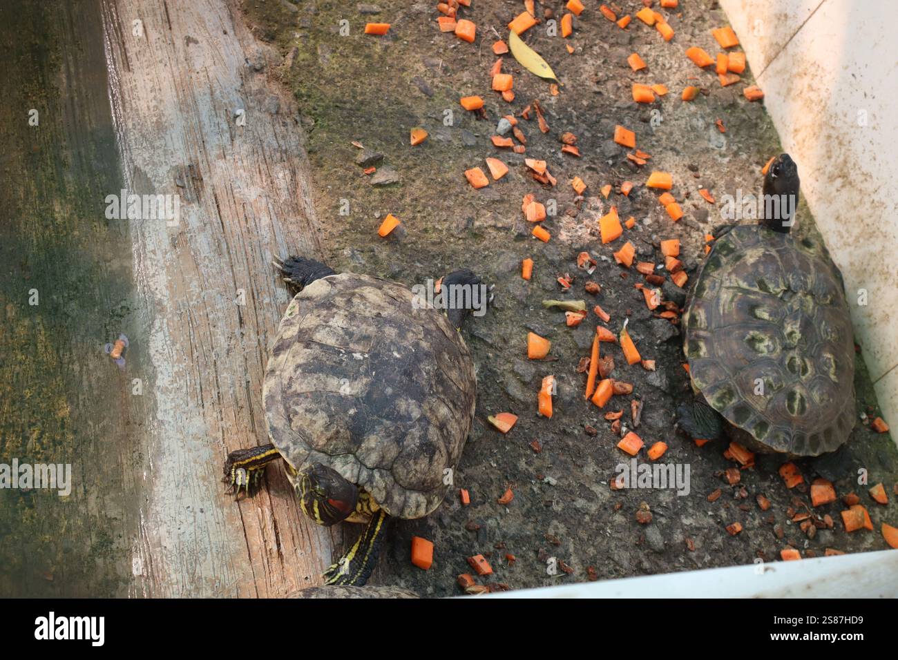 Close up desert tortoise hi-res stock photography and images - Alamy