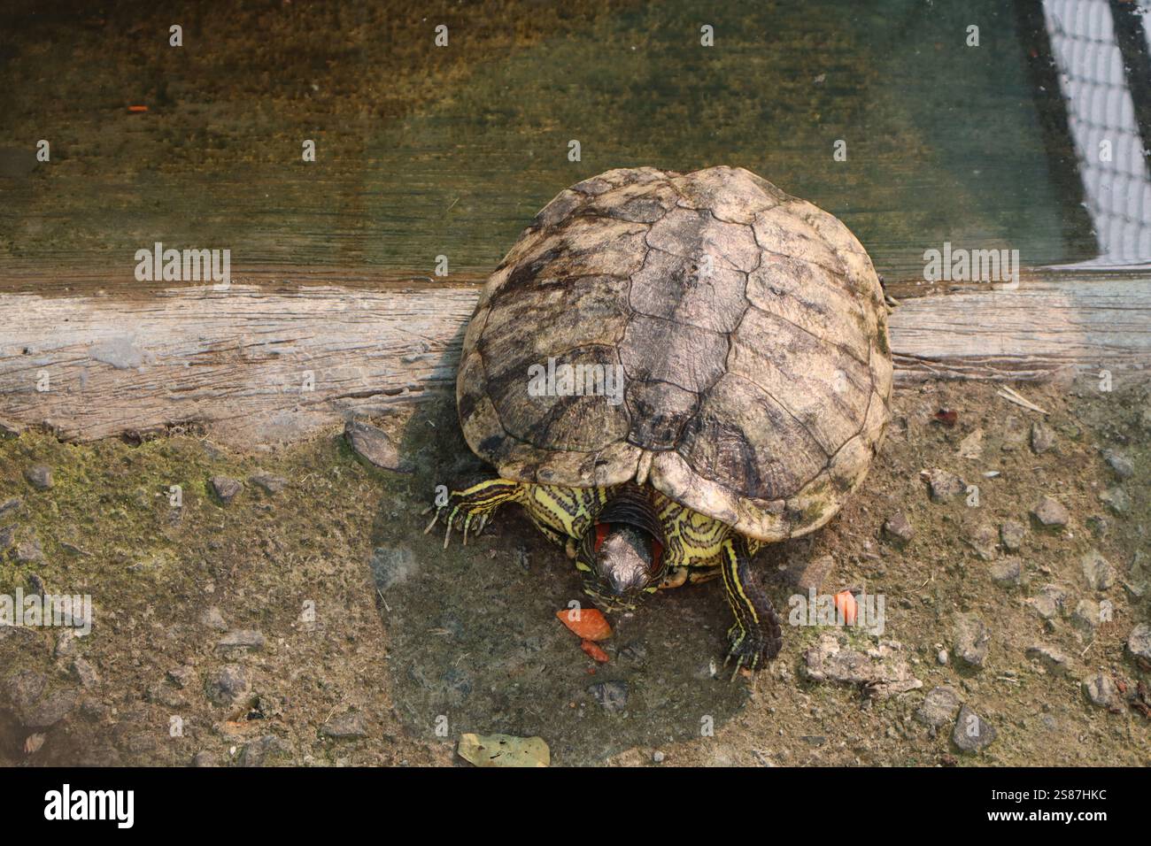 Turtle or Tortoise moving around Stock Photo - Alamy