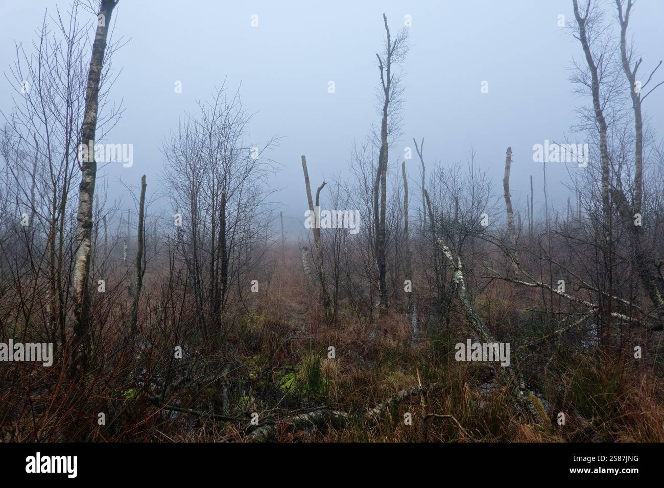Drowning forest caused by rising groundwaterlevel: dead and dying ...