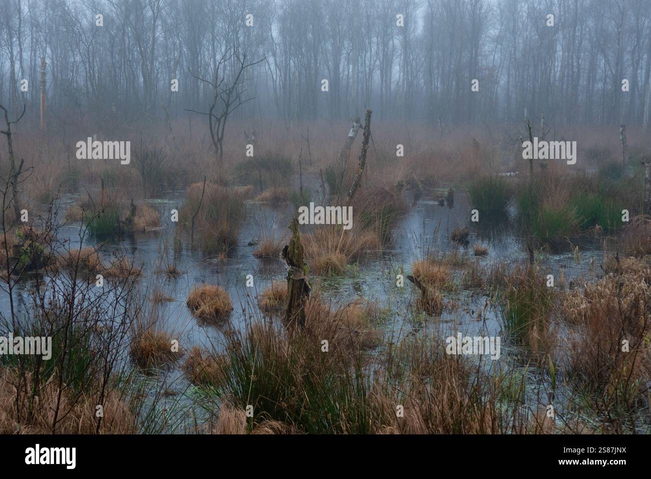 Dead dying trees caused hi-res stock photography and images - Alamy