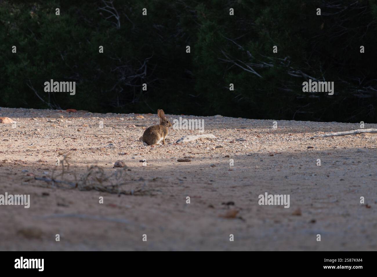 Rabbit sunbathing hi-res stock photography and images - Alamy