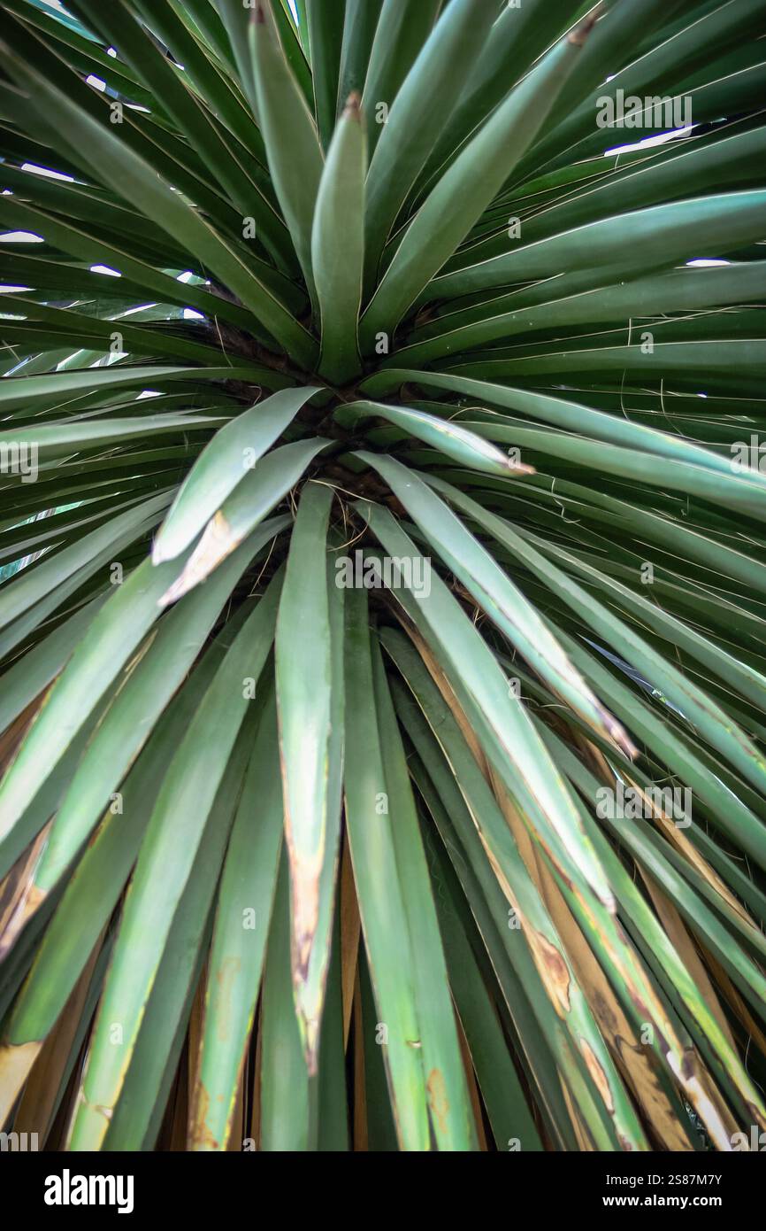 Long tall stem leaves hi-res stock photography and images - Alamy