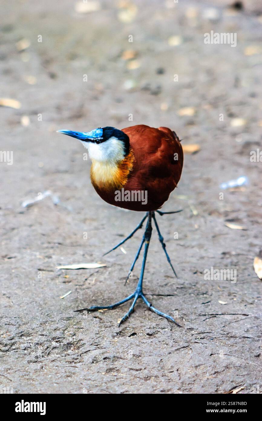 A bird with a blue beak stands on its legs. The bird is brown and white ...