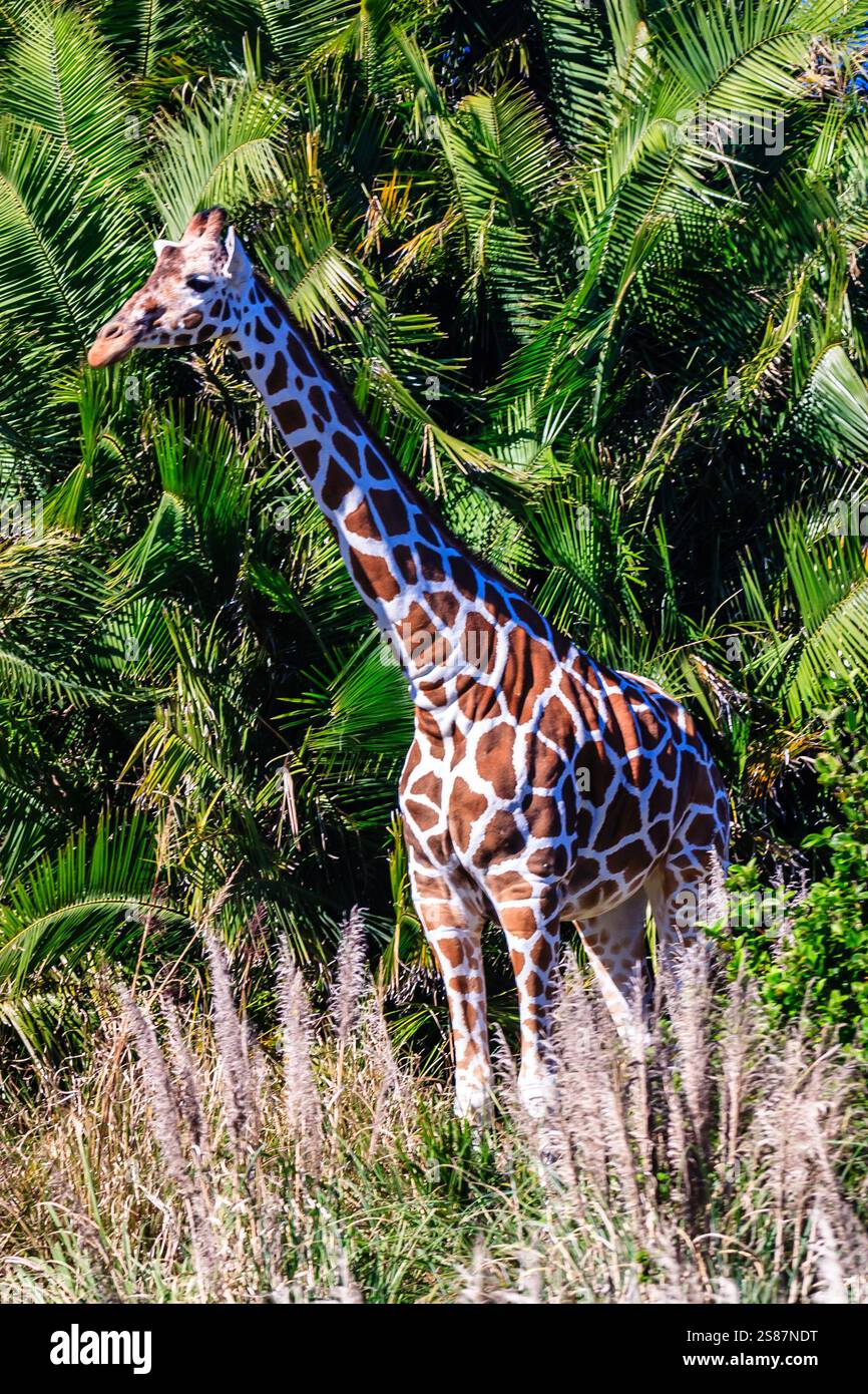 A giraffe standing in a field of tall grass. The giraffe is tall and ...