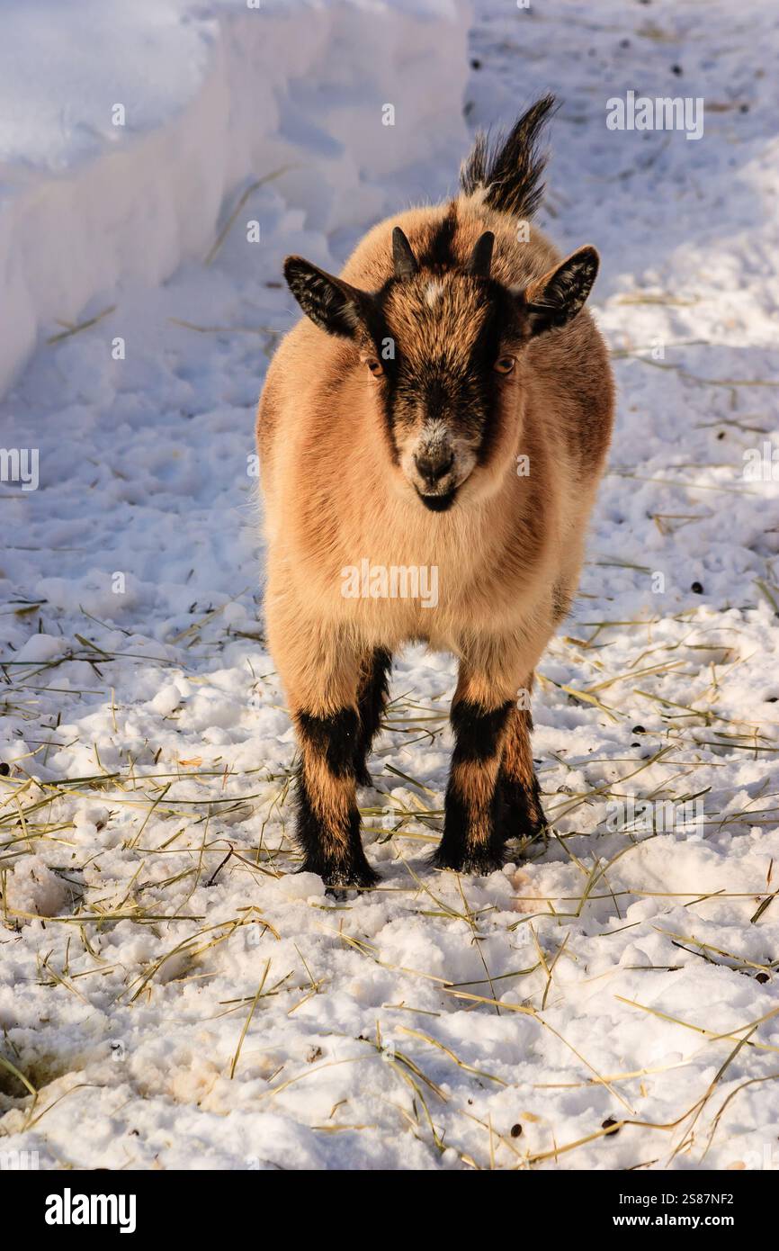A goat is standing in the snow with its head up. The goat is brown and ...