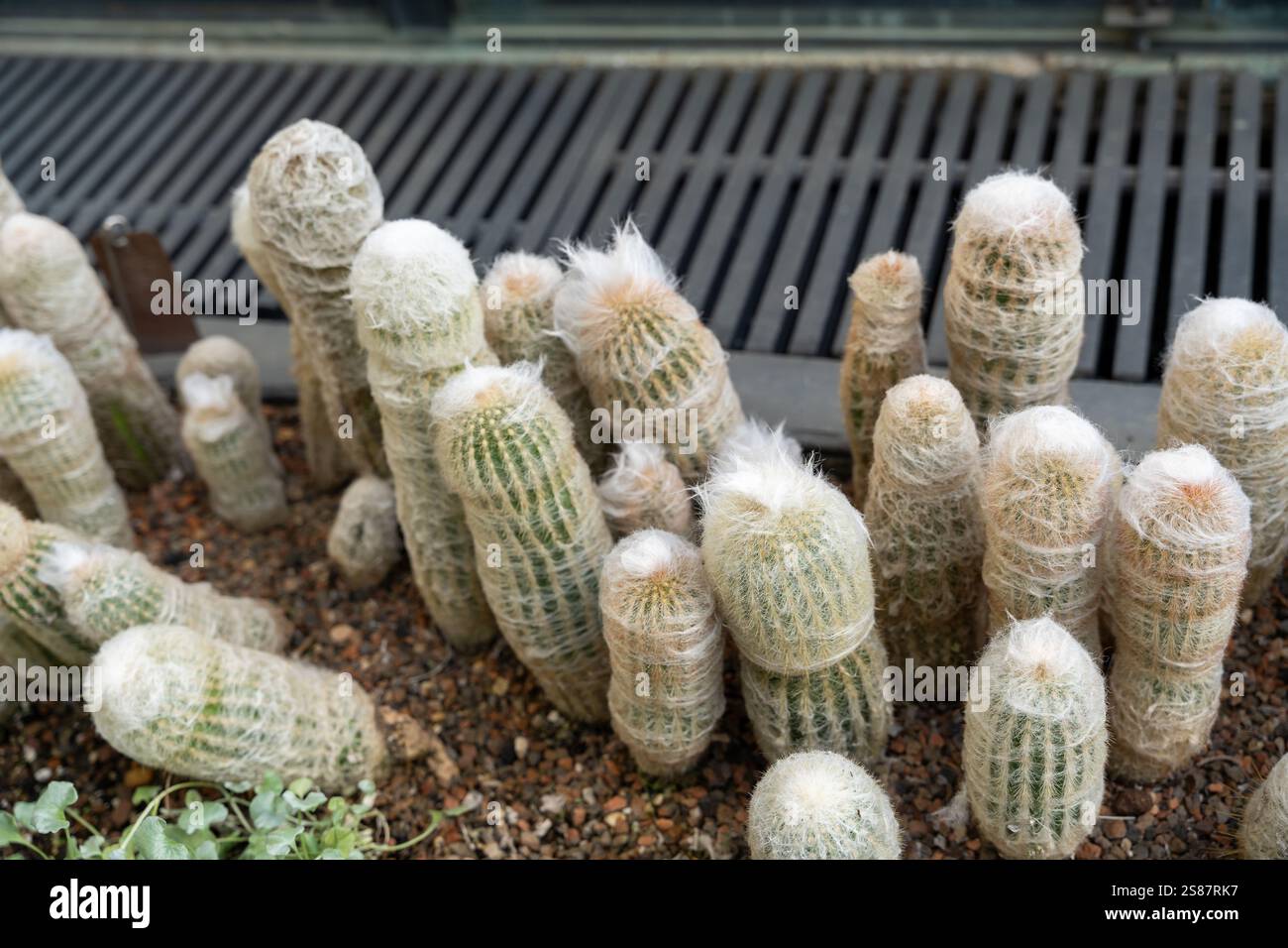 Gravelly soil garden hi-res stock photography and images - Alamy