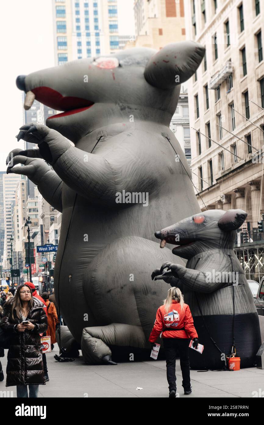 Scabby, a giant inflatable rat and mini-me rat at a union protest site ...