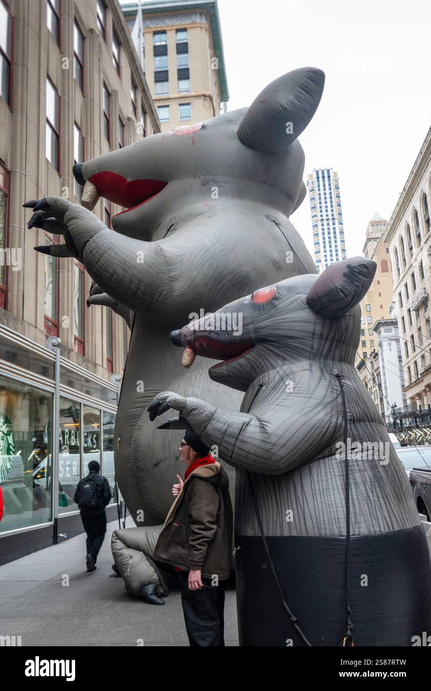 Scabby, a giant inflatable rat and mini-me rat at a union protest site ...