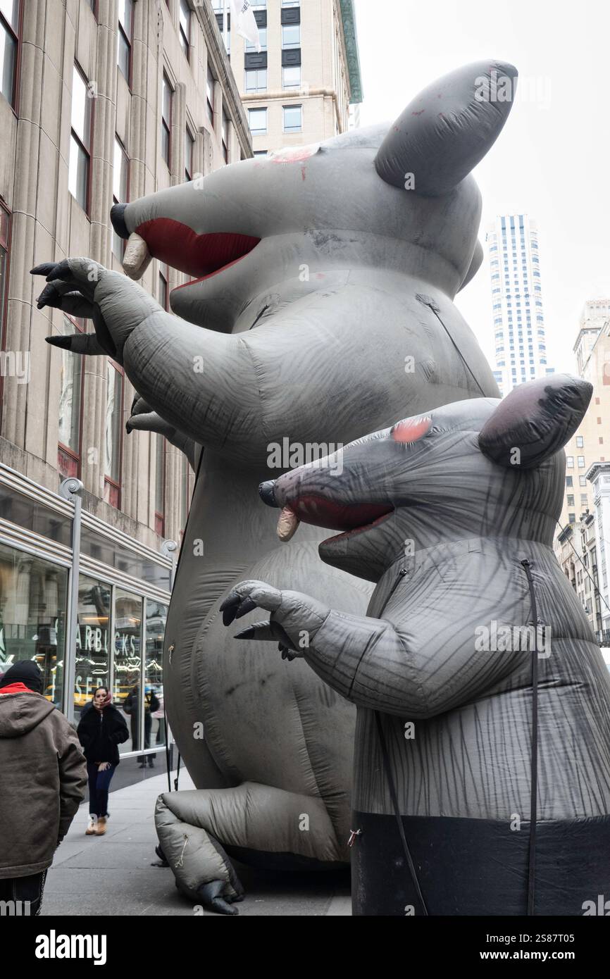 Scabby, a giant inflatable rat and mini-me rat at a union protest site ...