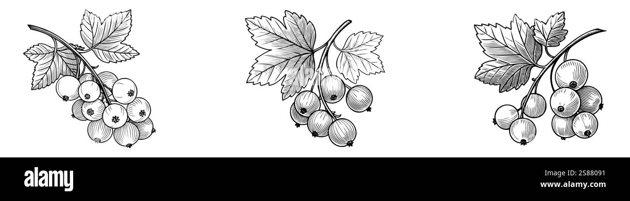Hand drawn sketch of currant. Vintage hand drawn currant with leaves ...