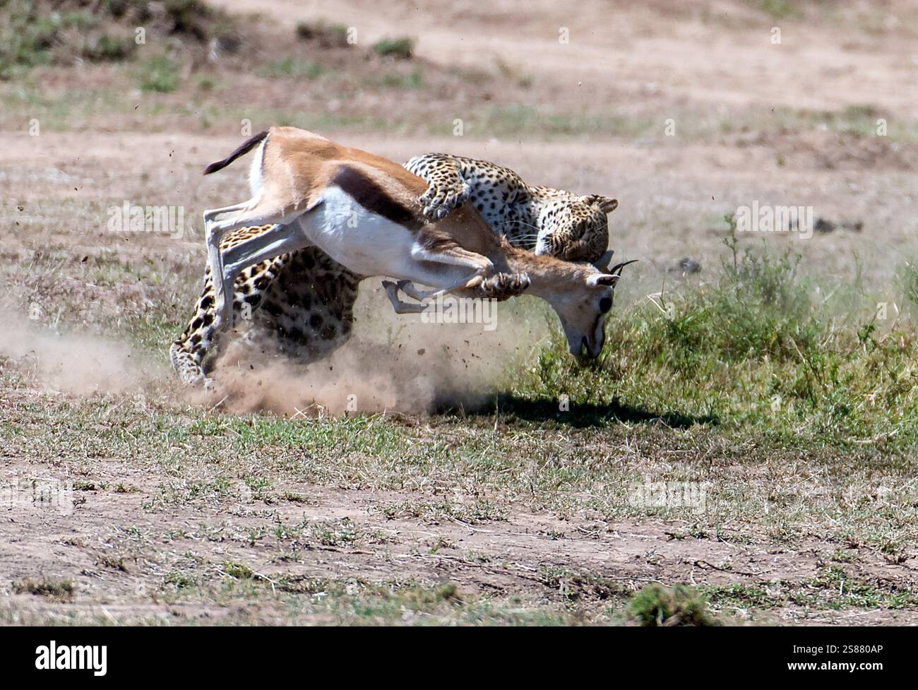 A female leopard (Panthera pardus) has caught an thomson gazelle in ...