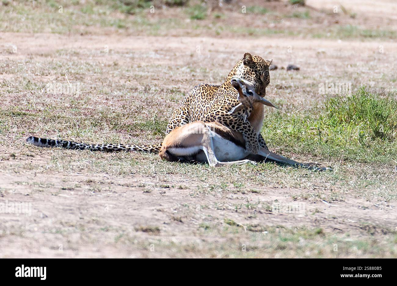 A female leopard (Panthera pardus) has caught an thomson gazelle in ...