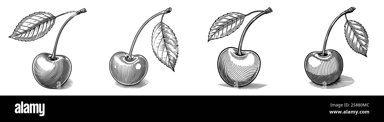 Hand drawn cherry sketch illustration. Vintage hand drawn cherry with ...