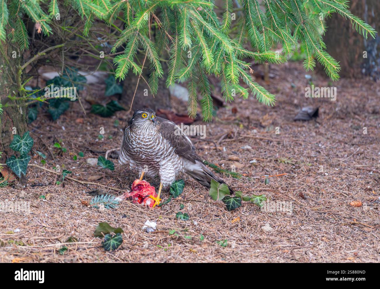 Animalaction hi-res stock photography and images - Alamy