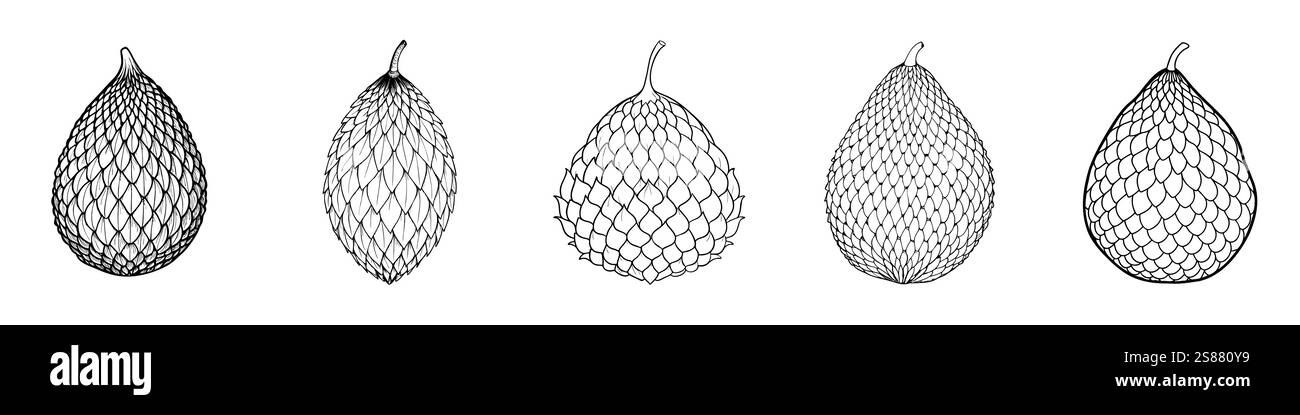 Hand drawn sketch of Salak. Vintage hand drawn Salak. Vector ...