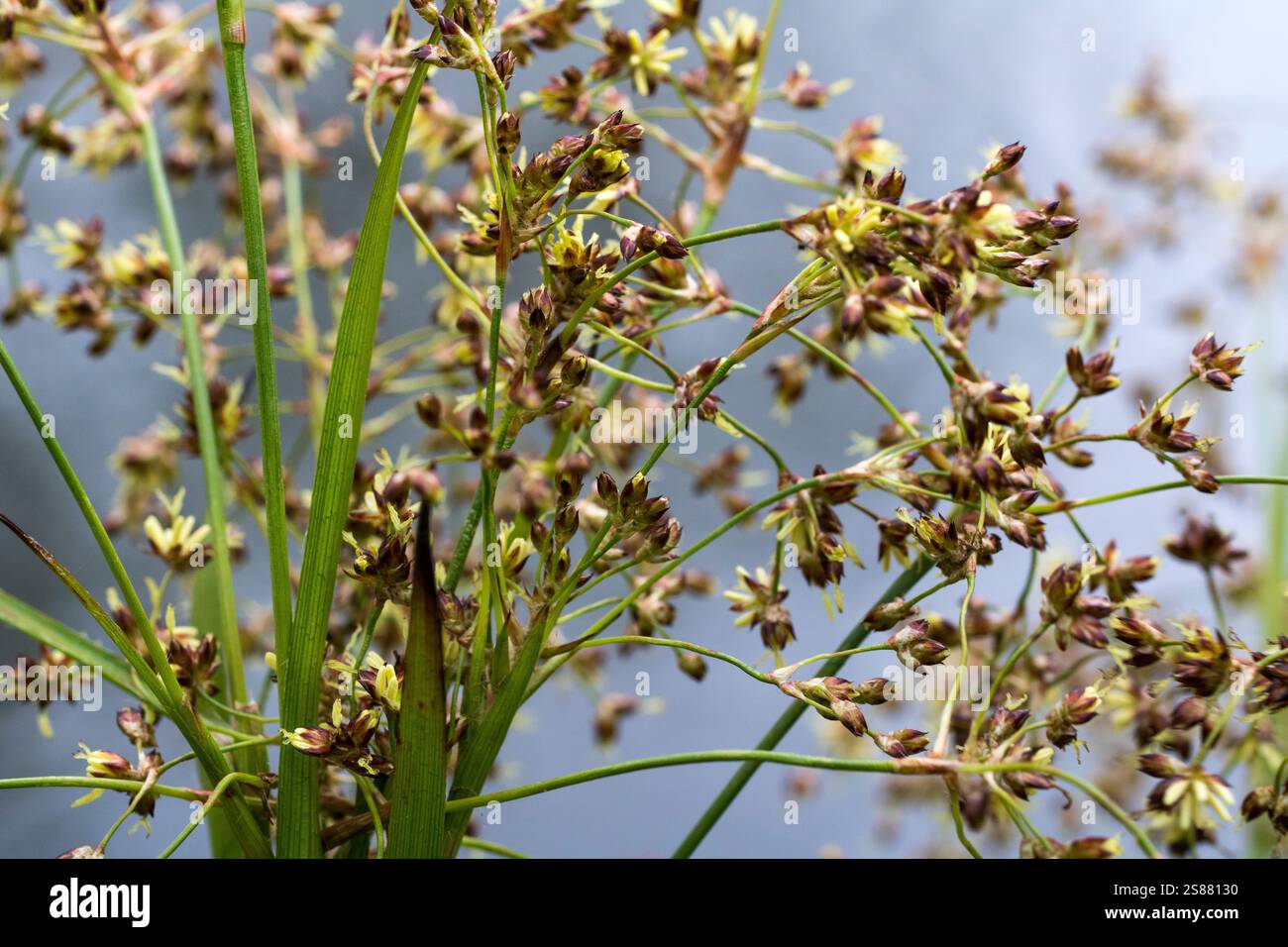 Close Up Detail of Great Wood-rush Flowers (Luzula sylvatica) Growing ...