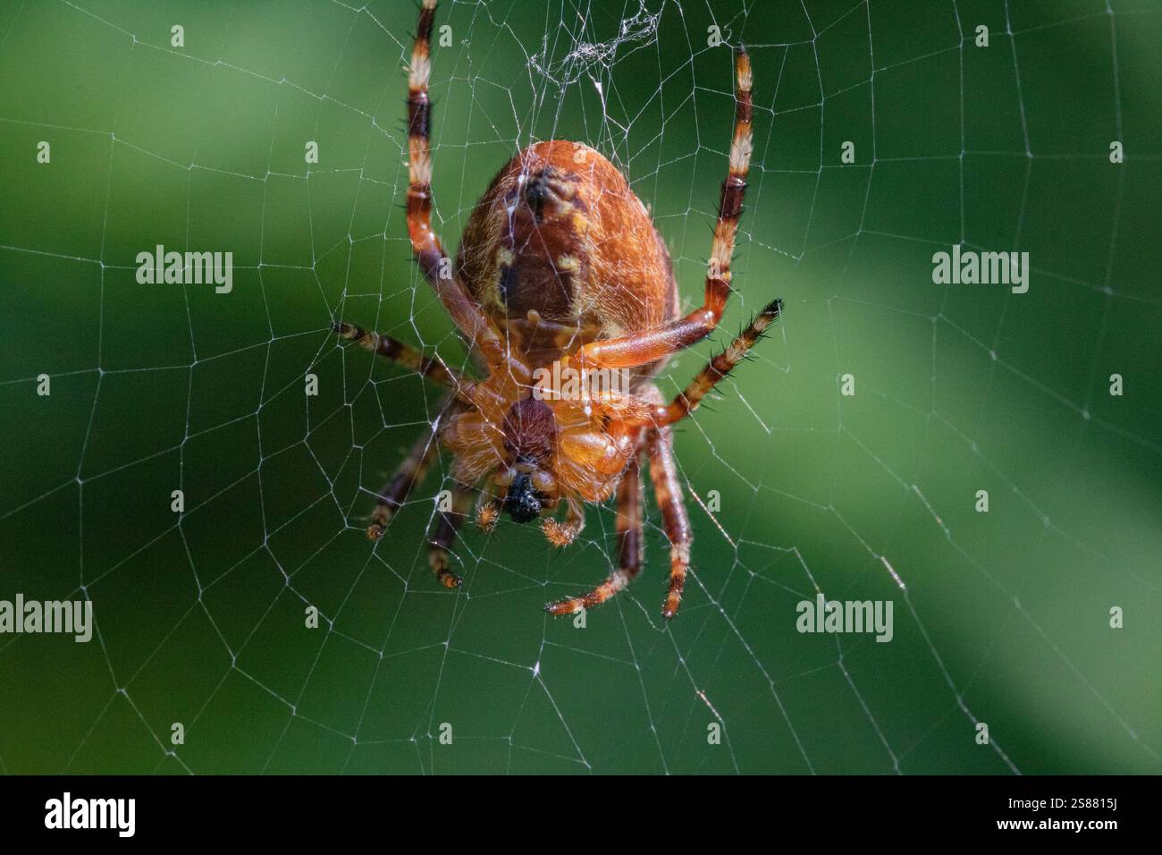 Macro Image of European garden spider (Araneus diadematus), an Orb Web ...